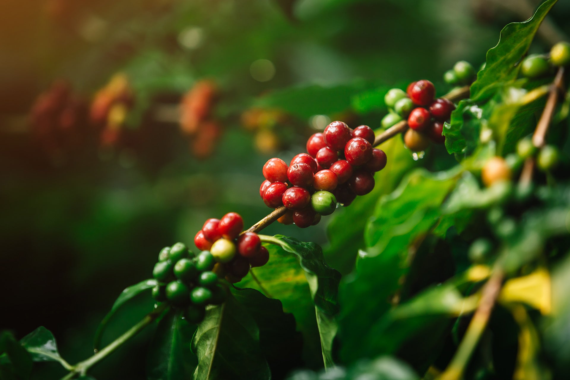 Single Origin Coffee Beans from Toast to Coffee